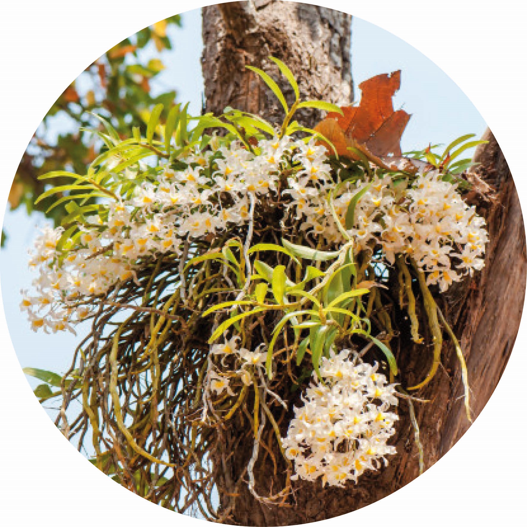 Dendrobium, de bamboe-orchidee - Tuincentrum Pelckmans