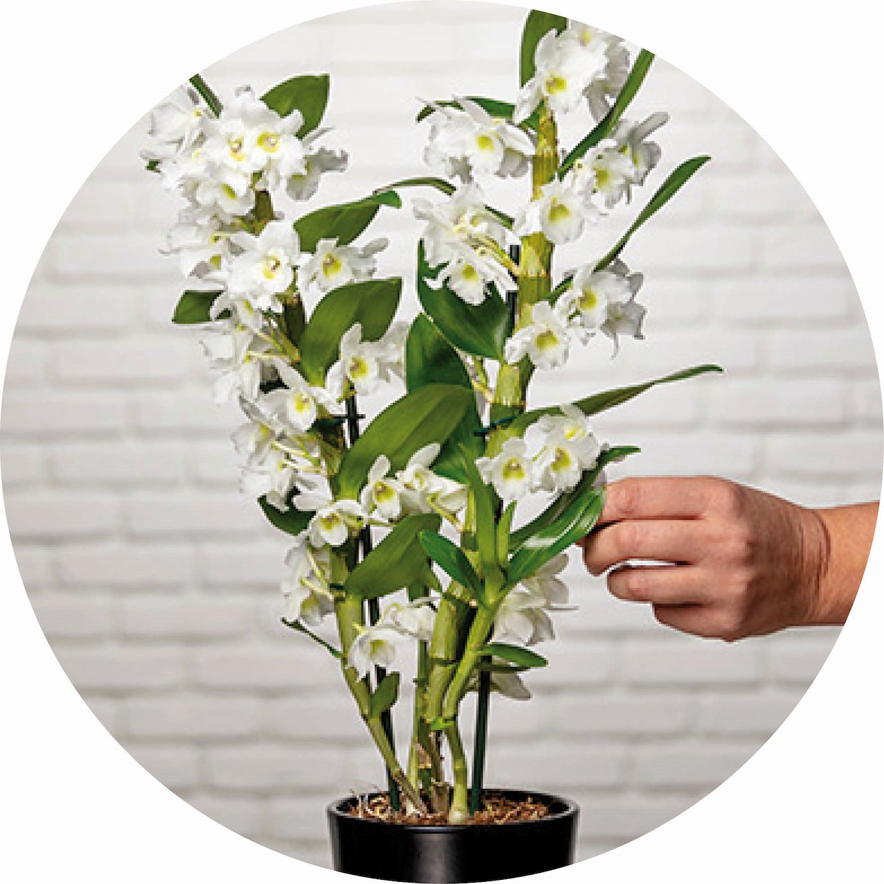 Dendrobium, de bamboe-orchidee - Tuincentrum Pelckmans