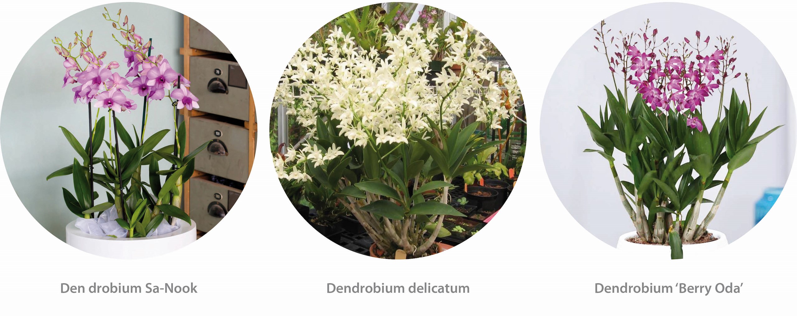 Dendrobium, de bamboe-orchidee - Tuincentrum Pelckmans