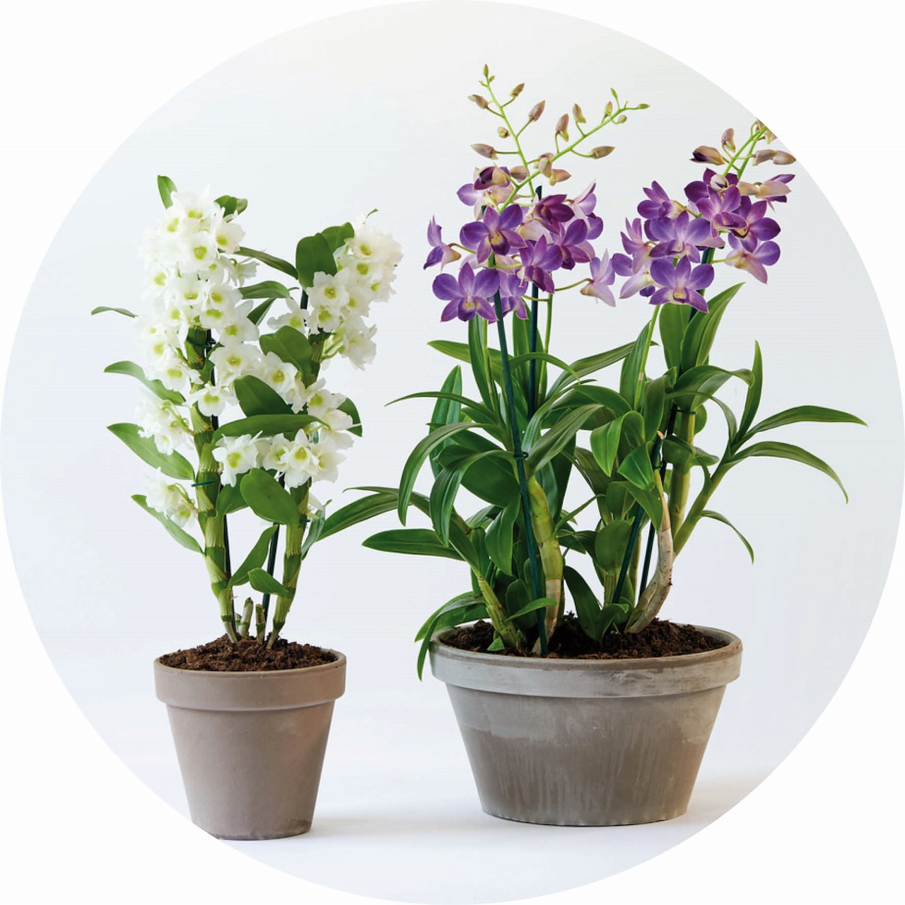 Dendrobium, de bamboe-orchidee - Tuincentrum Pelckmans