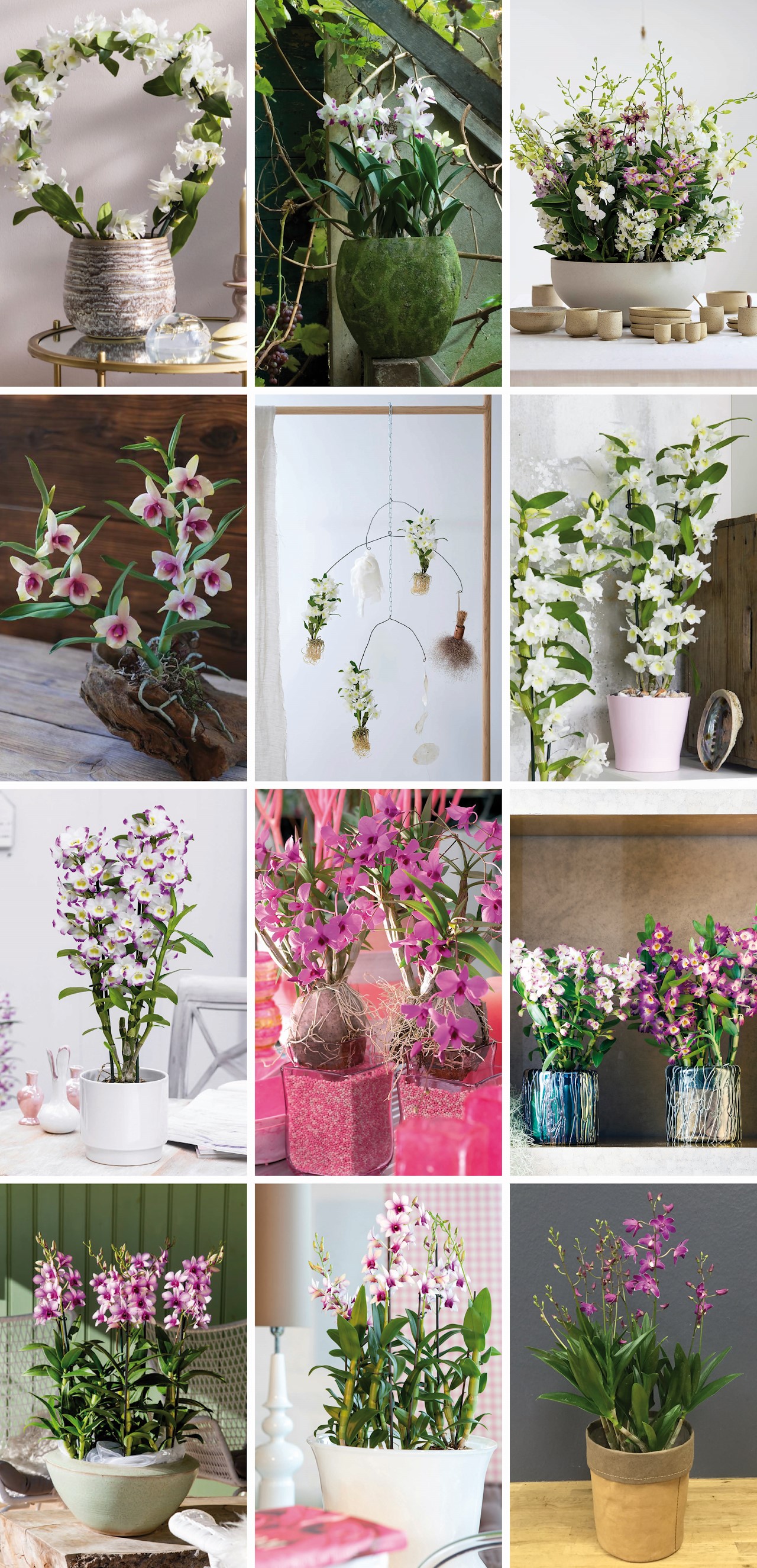 Dendrobium, de bamboe-orchidee - Tuincentrum Pelckmans