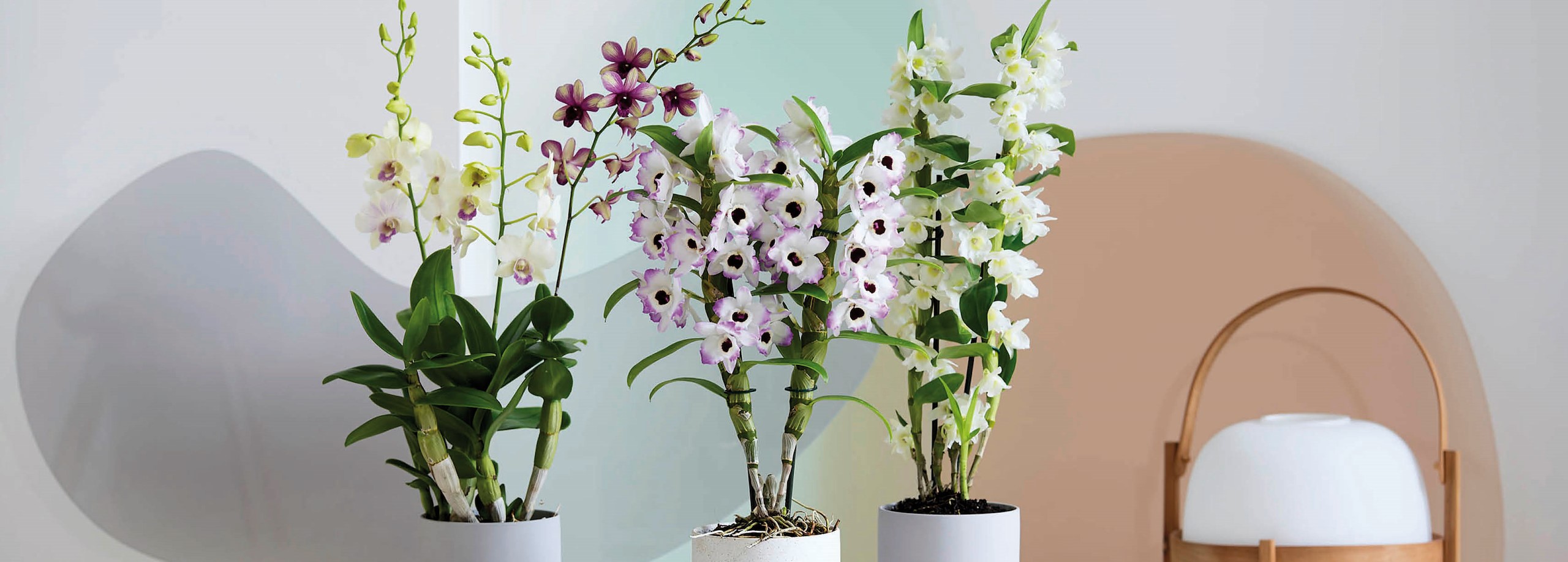 Dendrobium, de bamboe-orchidee - Tuincentrum Pelckmans