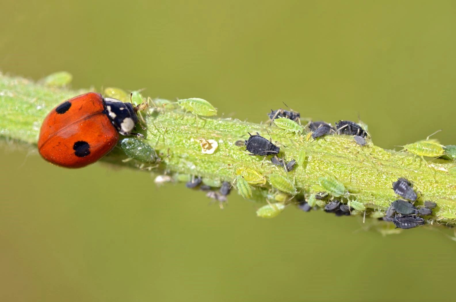 Plagen bestrijden met hun natuurlijke vijanden - Tuincentrum Pelckmans