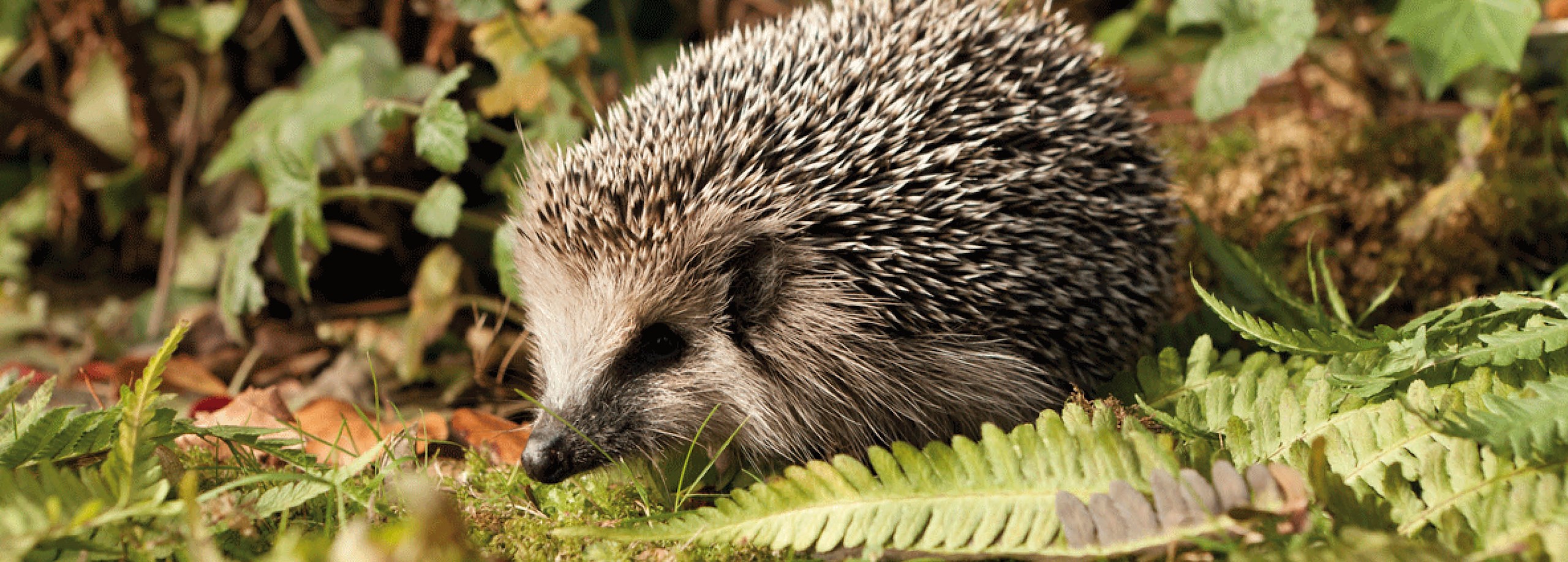 Verwelkom egels in je tuin: 8 tips - Tuincentrum Pelckmans
