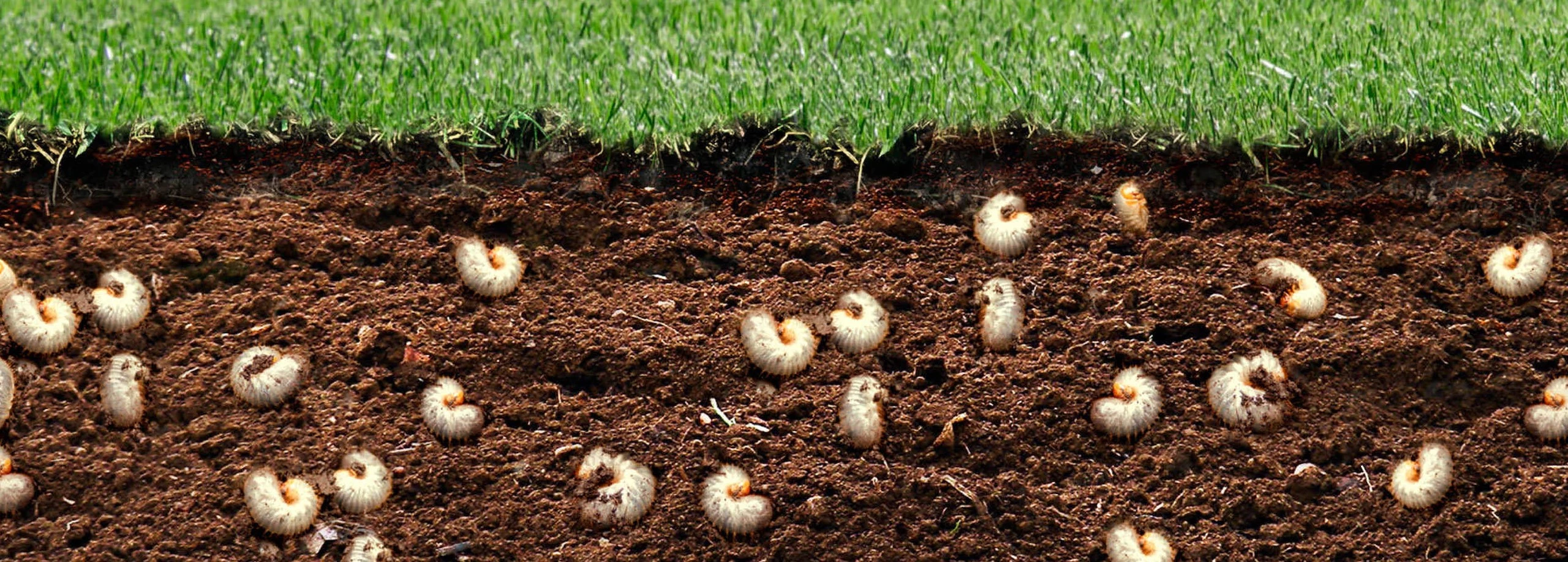 Engerlingen bestrijden? Dat doe je zo! - Tuincentrum Pelckmans