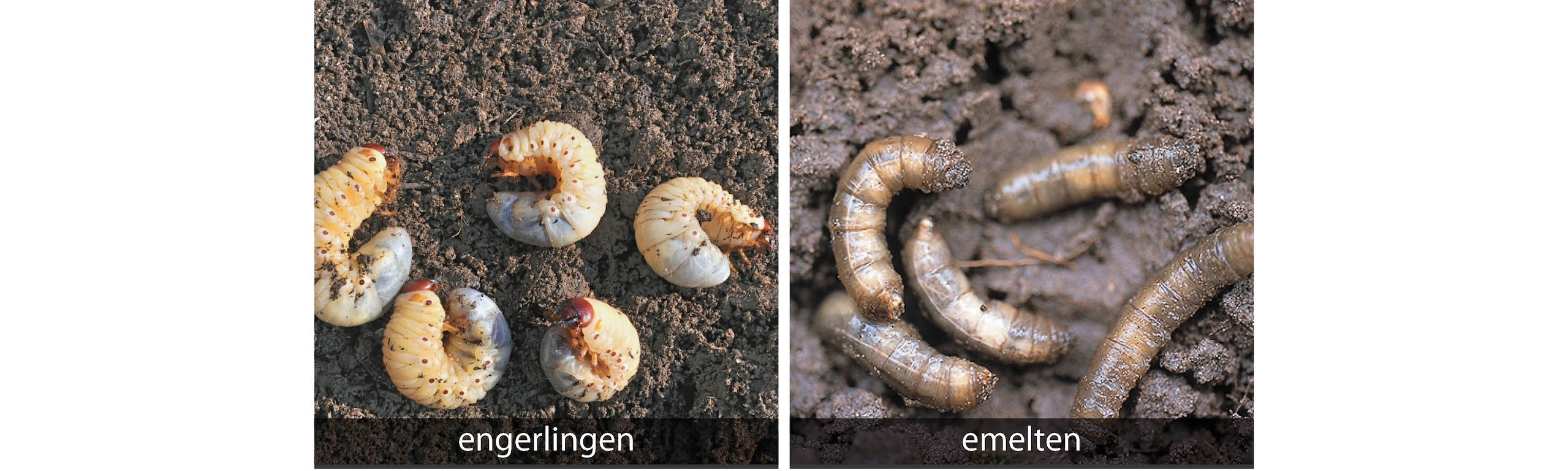 Engerlingen bestrijden? Dat doe je zo! - Tuincentrum Pelckmans