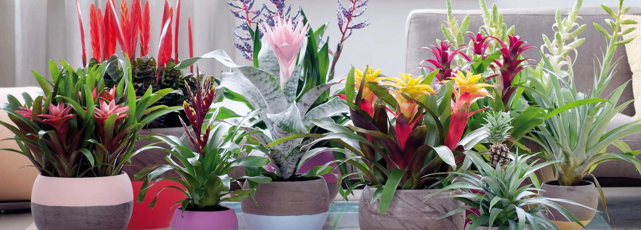 Vijf kamerplanten met een exotische look - Tuincentrum Pelckmans