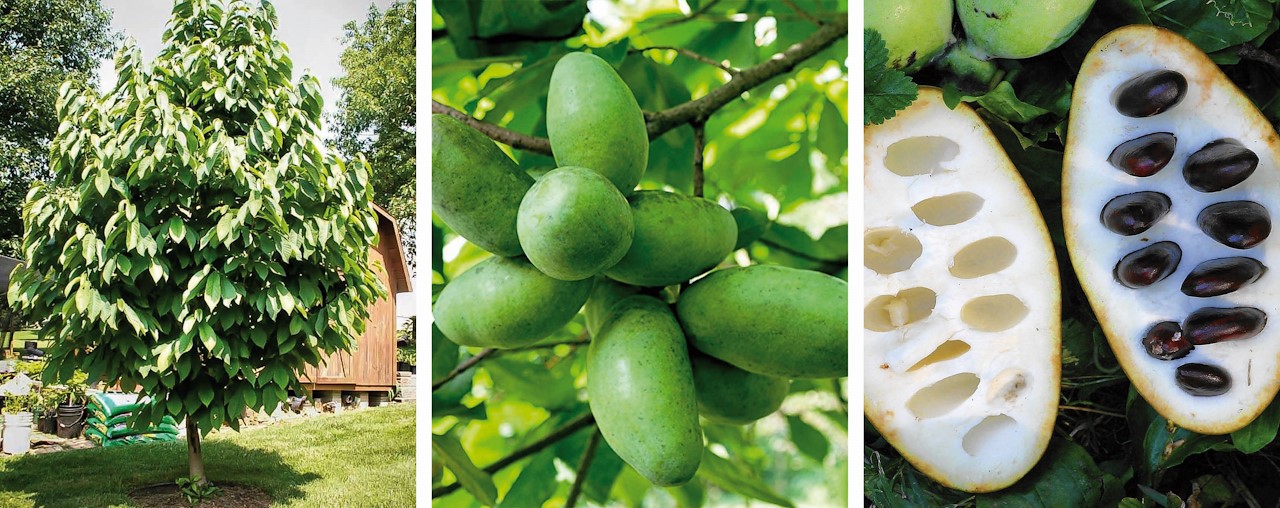 Exotisch fruit uit eigen tuin - Tuincentrum Pelckmans