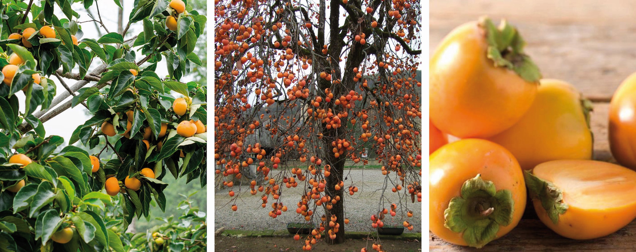 Exotisch fruit uit eigen tuin - Tuincentrum Pelckmans