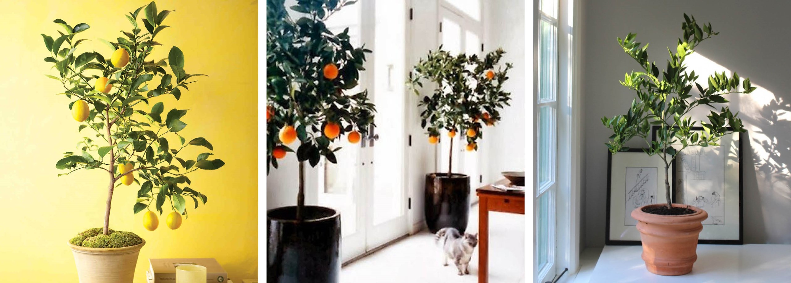 5 sfeervolle fruitbomen voor binnen - Tuincentrum Pelckmans