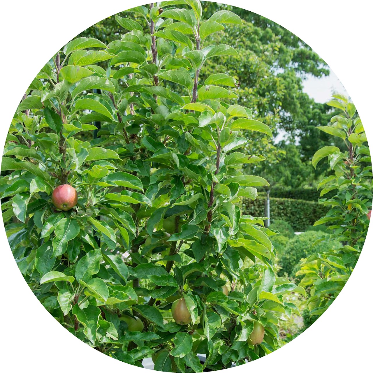 Elke tuin een fruitboom(pje) - Tuincentrum Pelckmans
