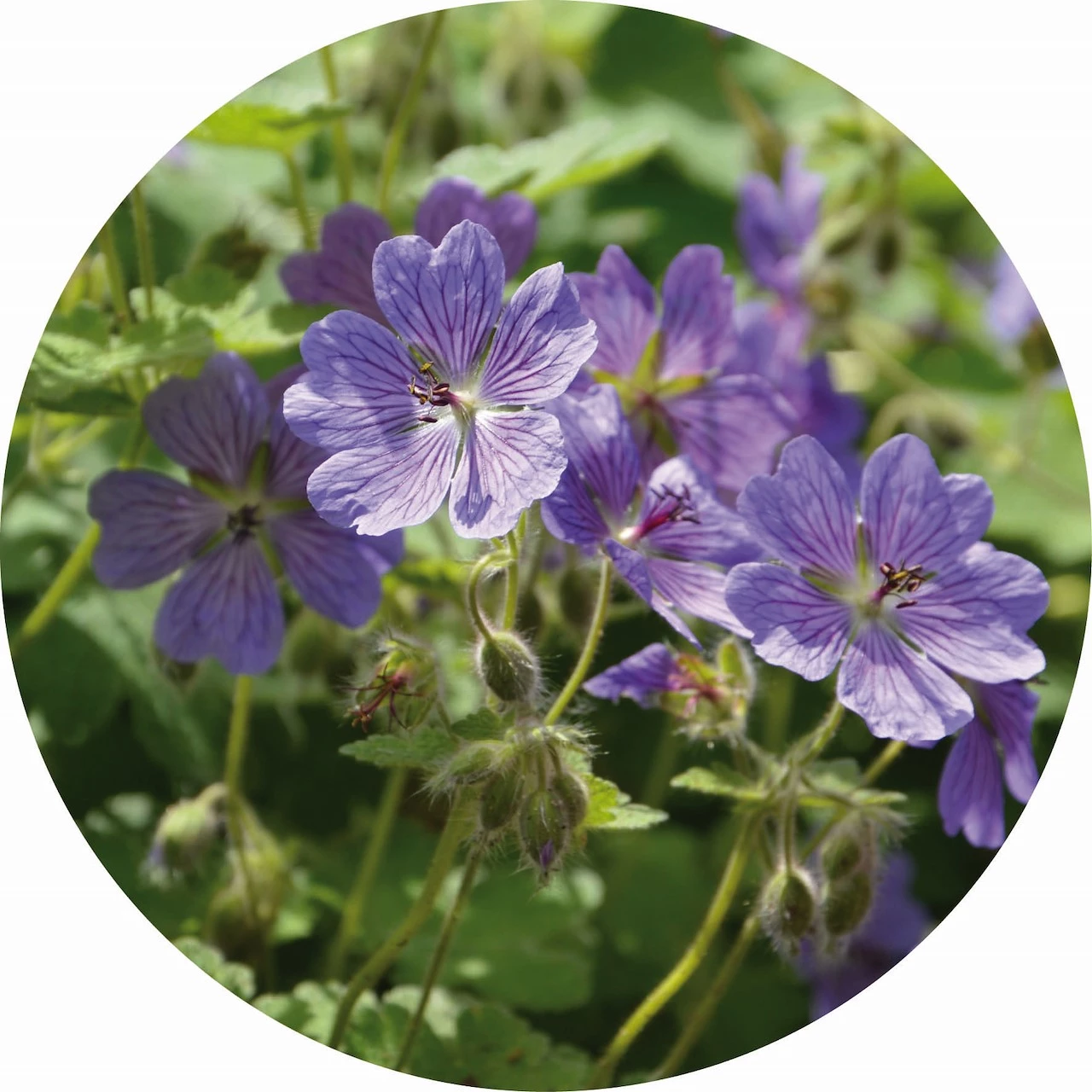 De beste tuingeraniums - Tuincentrum Pelckmans