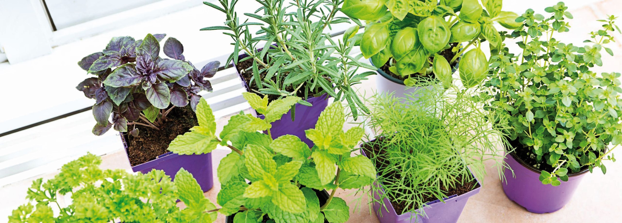 Een zomer lang groene kruiden - Tuincentrum Pelckmans