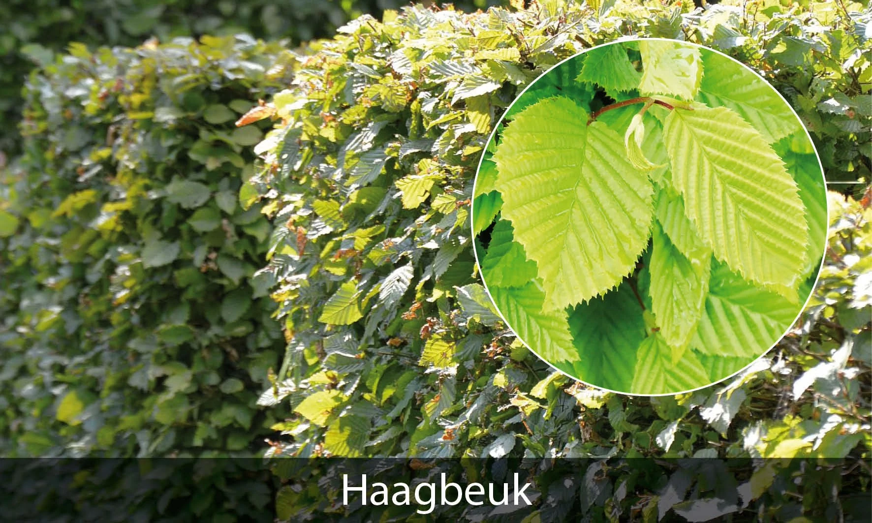 Welke haag kiezen? - Tuincentrum Pelckmans