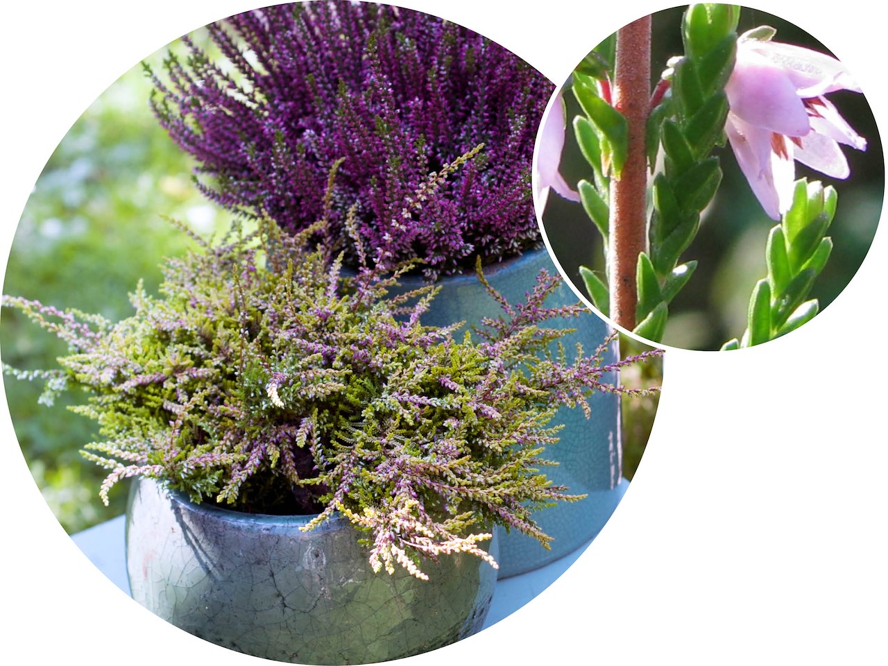 Met heide ga je kleurrijk de winter in! - Tuincentrum Pelckmans