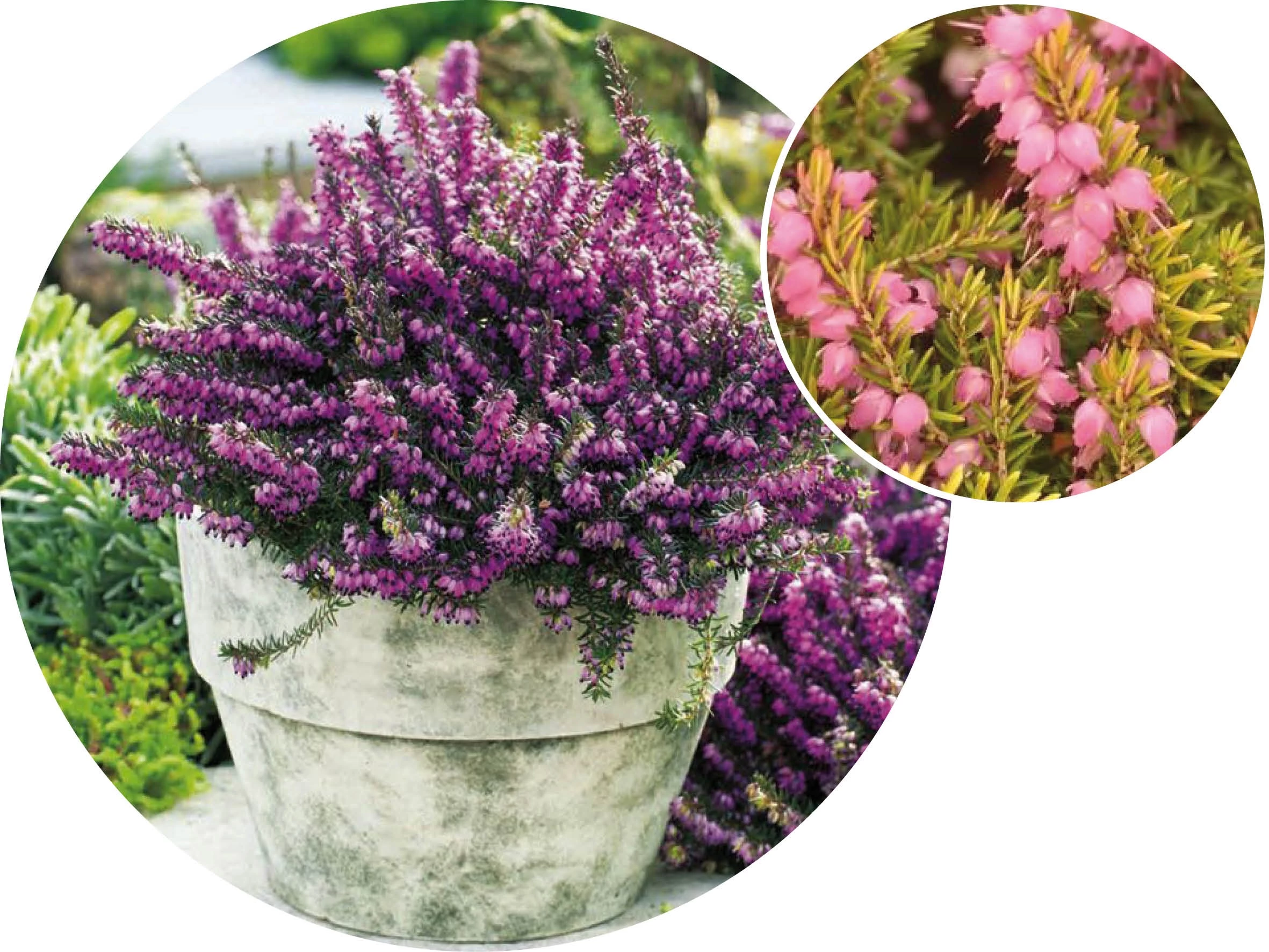 Met heide ga je kleurrijk de winter in! - Tuincentrum Pelckmans