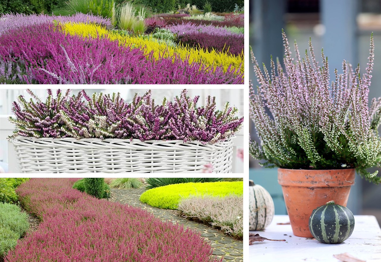 Met heide ga je kleurrijk de winter in! - Tuincentrum Pelckmans