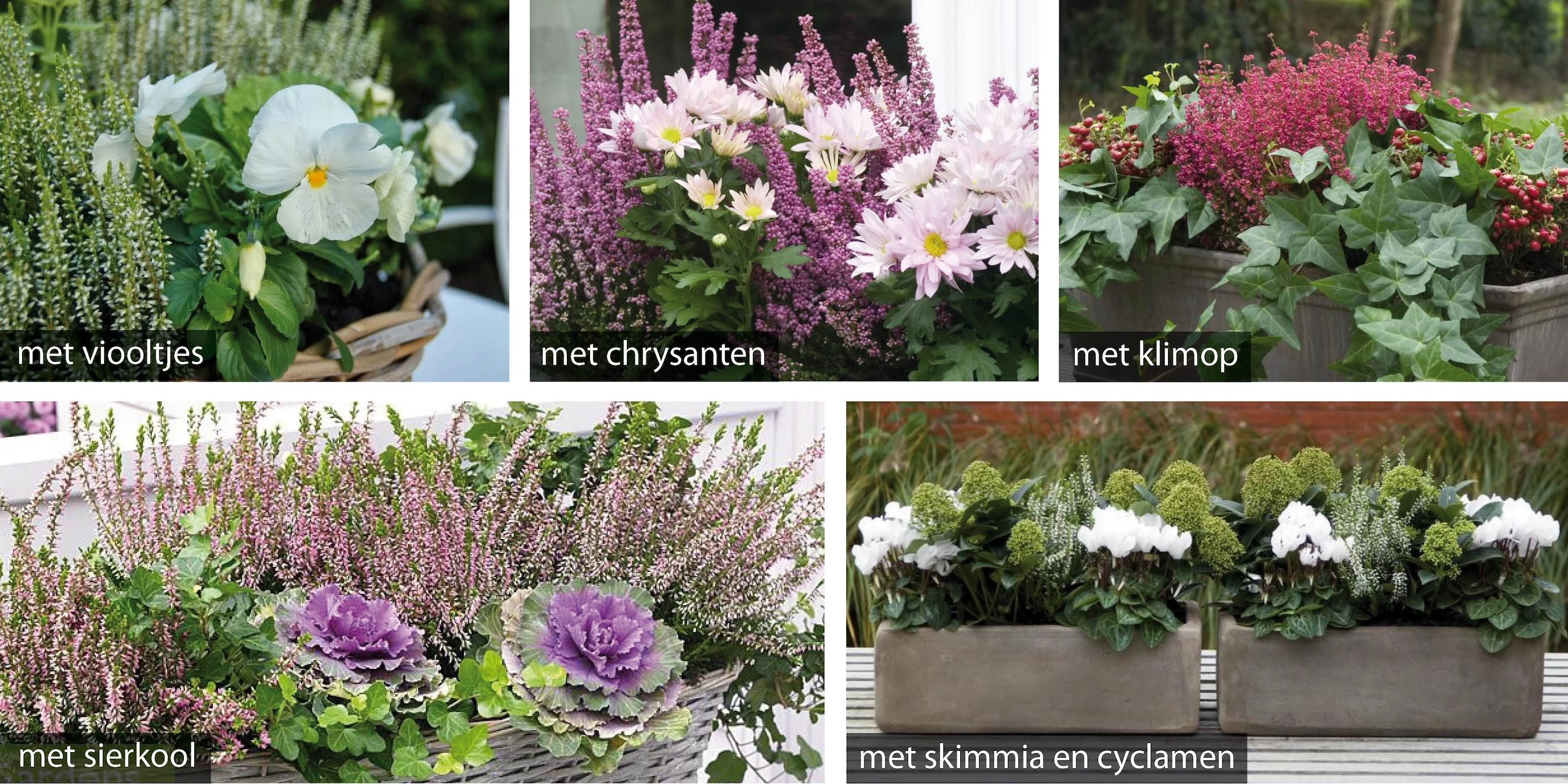 Met heide ga je kleurrijk de winter in! - Tuincentrum Pelckmans