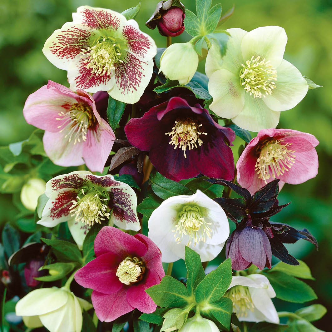 Helleborus: het kerstroosje - Tuincentrum Pelckmans