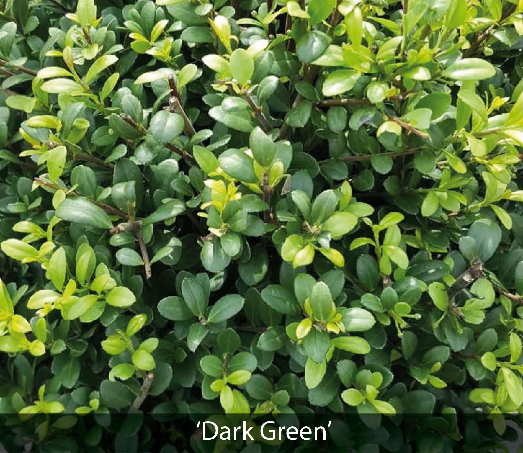 Ilex crenata: de perfecte buxus-vervanger - Tuincentrum Pelckmans