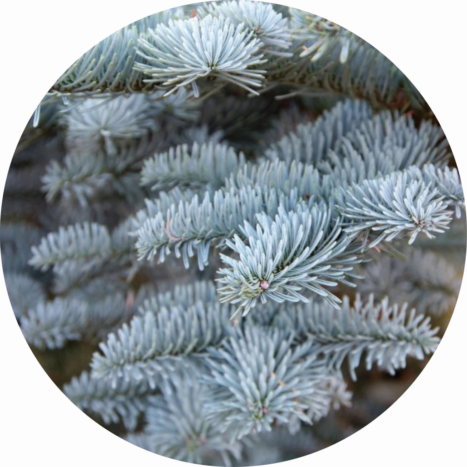 Meer dan een kerstboom: sparren, het hele jaar door - Tuincentrum Pelckmans