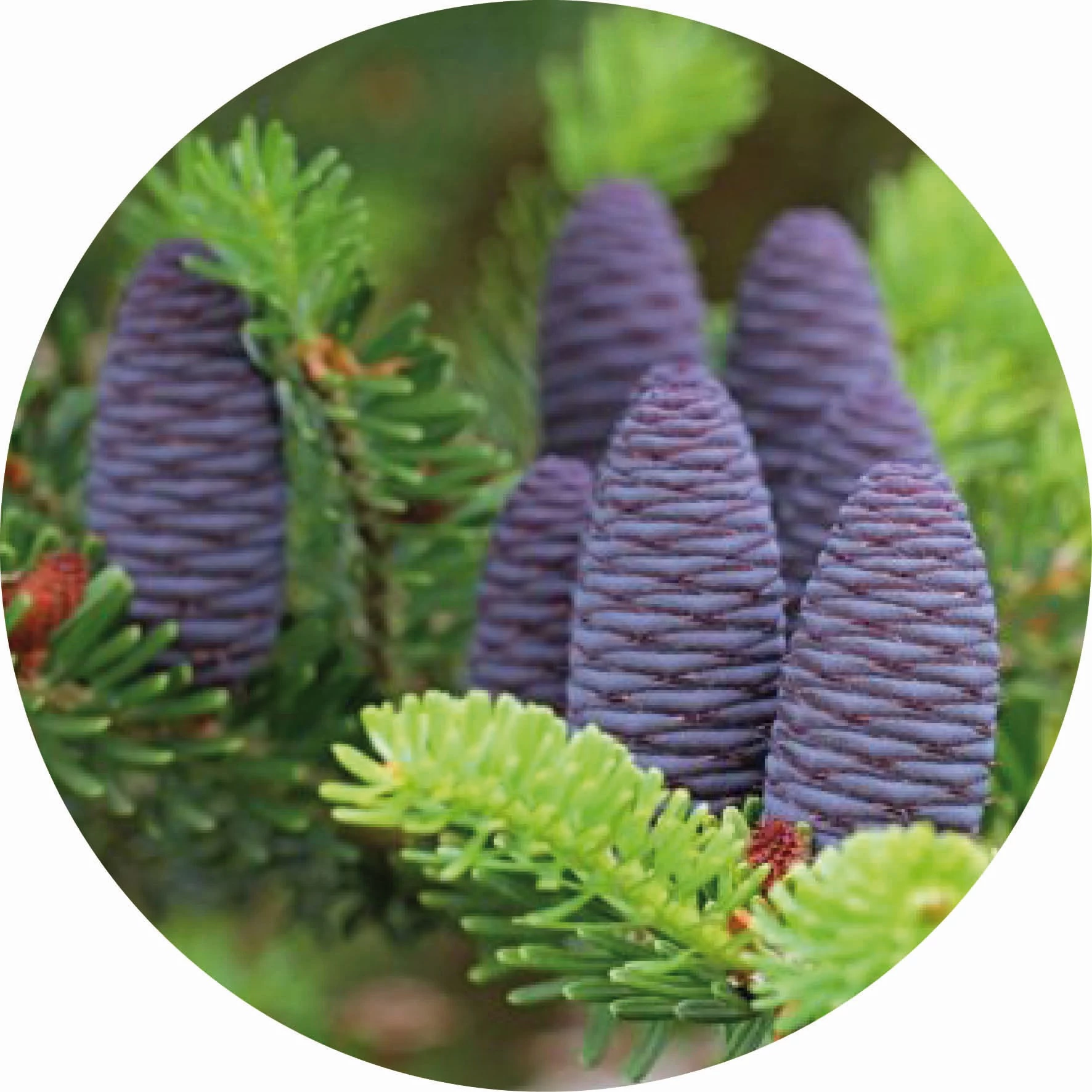 Meer dan een kerstboom: sparren, het hele jaar door - Tuincentrum Pelckmans