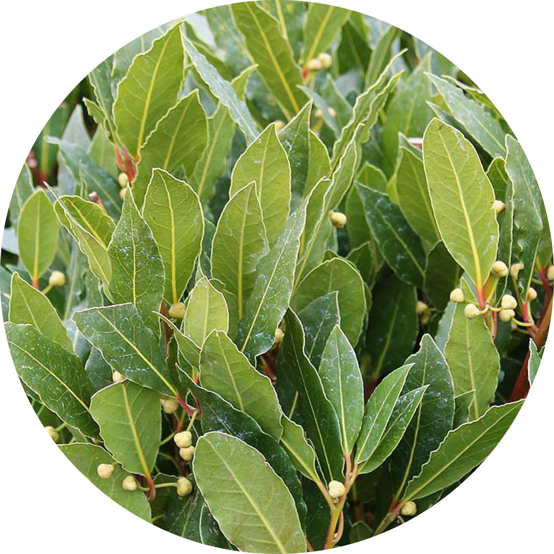 Balkonplant van 2019: zuiderse laurier - Tuincentrum Pelckmans