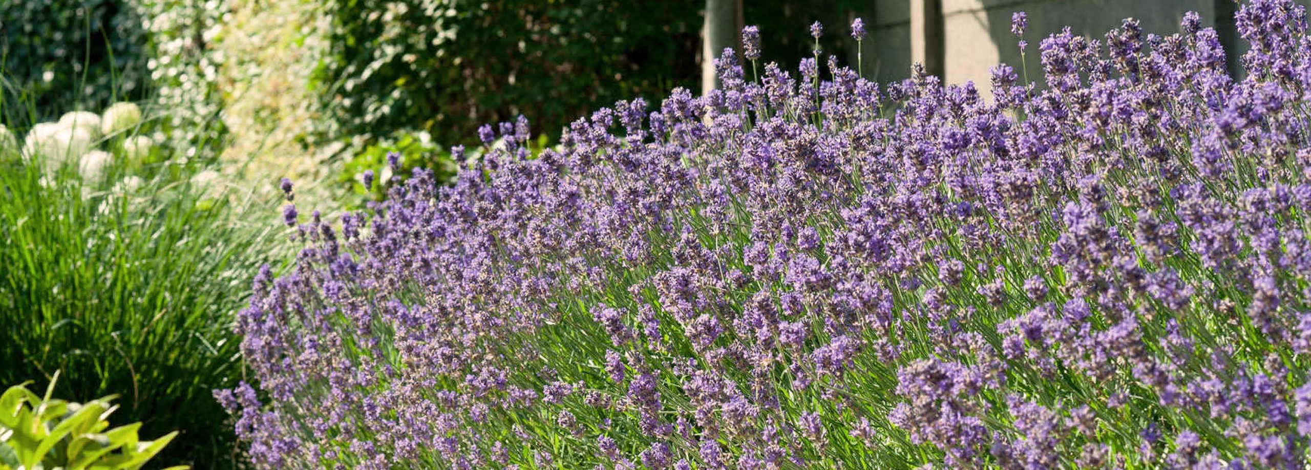 Is het echt nodig om lavendel te snoeien?... Ja! - Tuincentrum Pelckmans