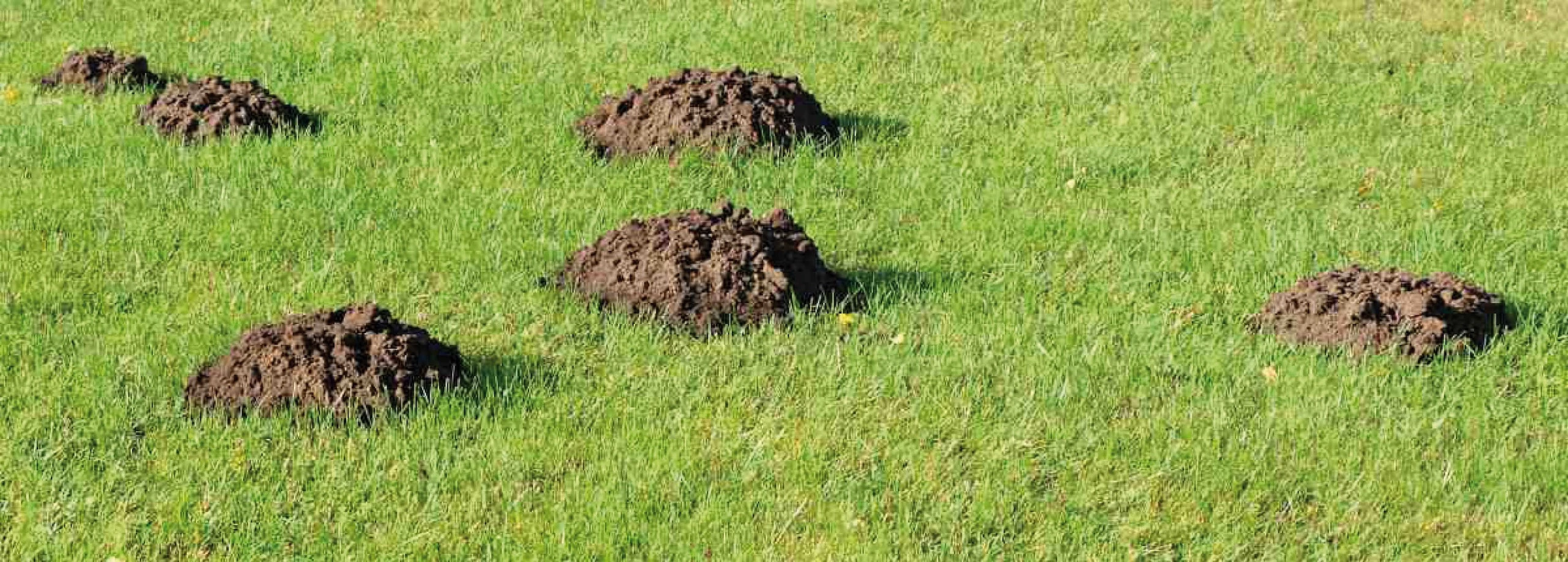 Ik heb een mol in mijn tuin! Hoe kom ik er van af? - Tuincentrum Pelckmans