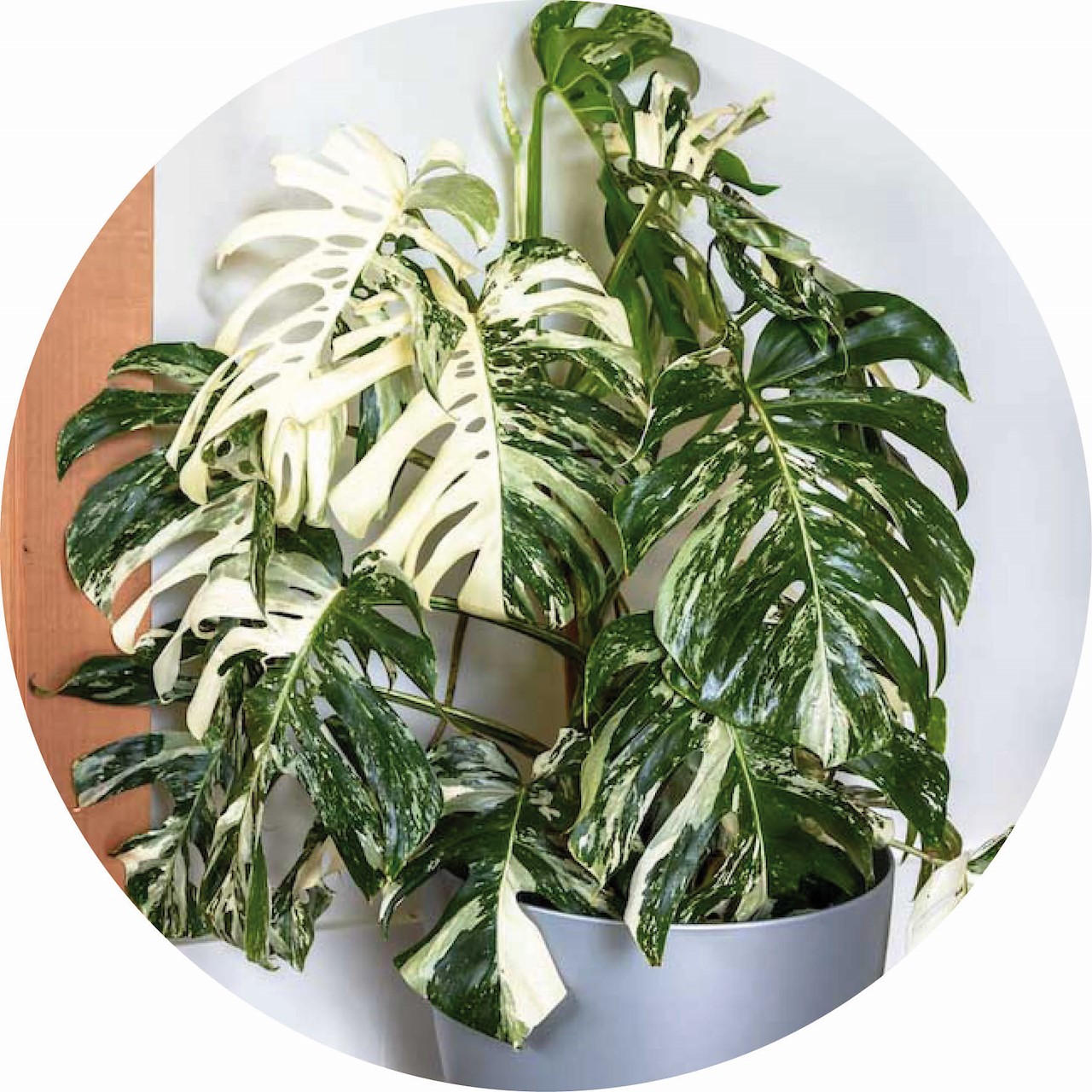 Monstera, de hippe gatenplant - Tuincentrum Pelckmans