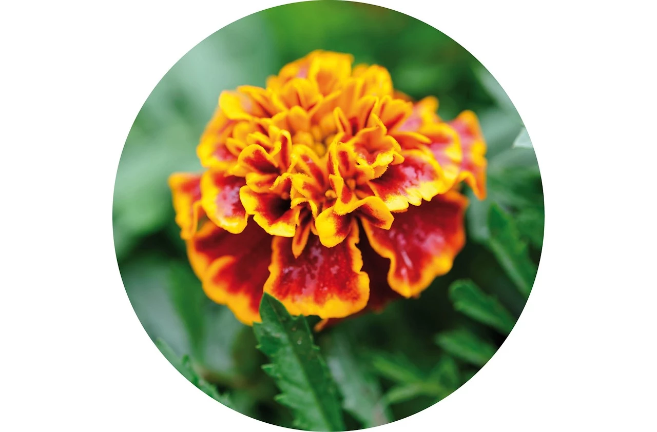 top 10 planten als muggenverjagers - Tuincentrum Pelckmans