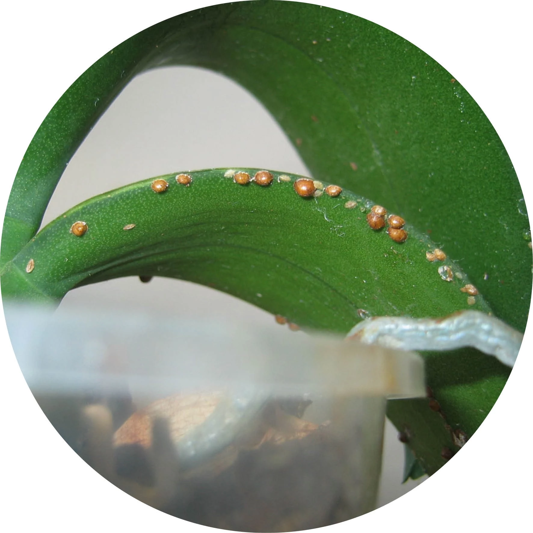 Eerste hulp bij orchidee-problemen - Tuincentrum Pelckmans