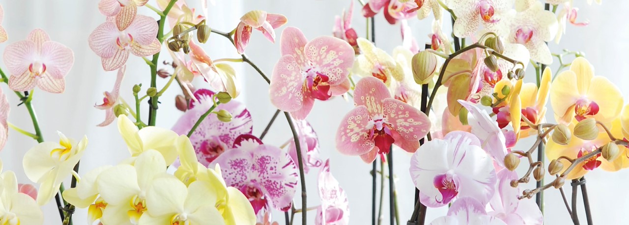 tips & tricks voor orchideeën - Tuincentrum Pelckmans