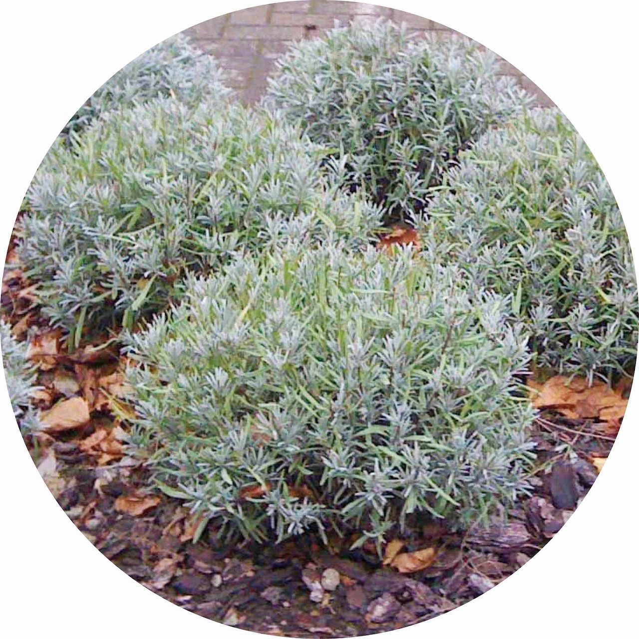 Deze populaire planten kan je ook in de winter planten - Tuincentrum ...