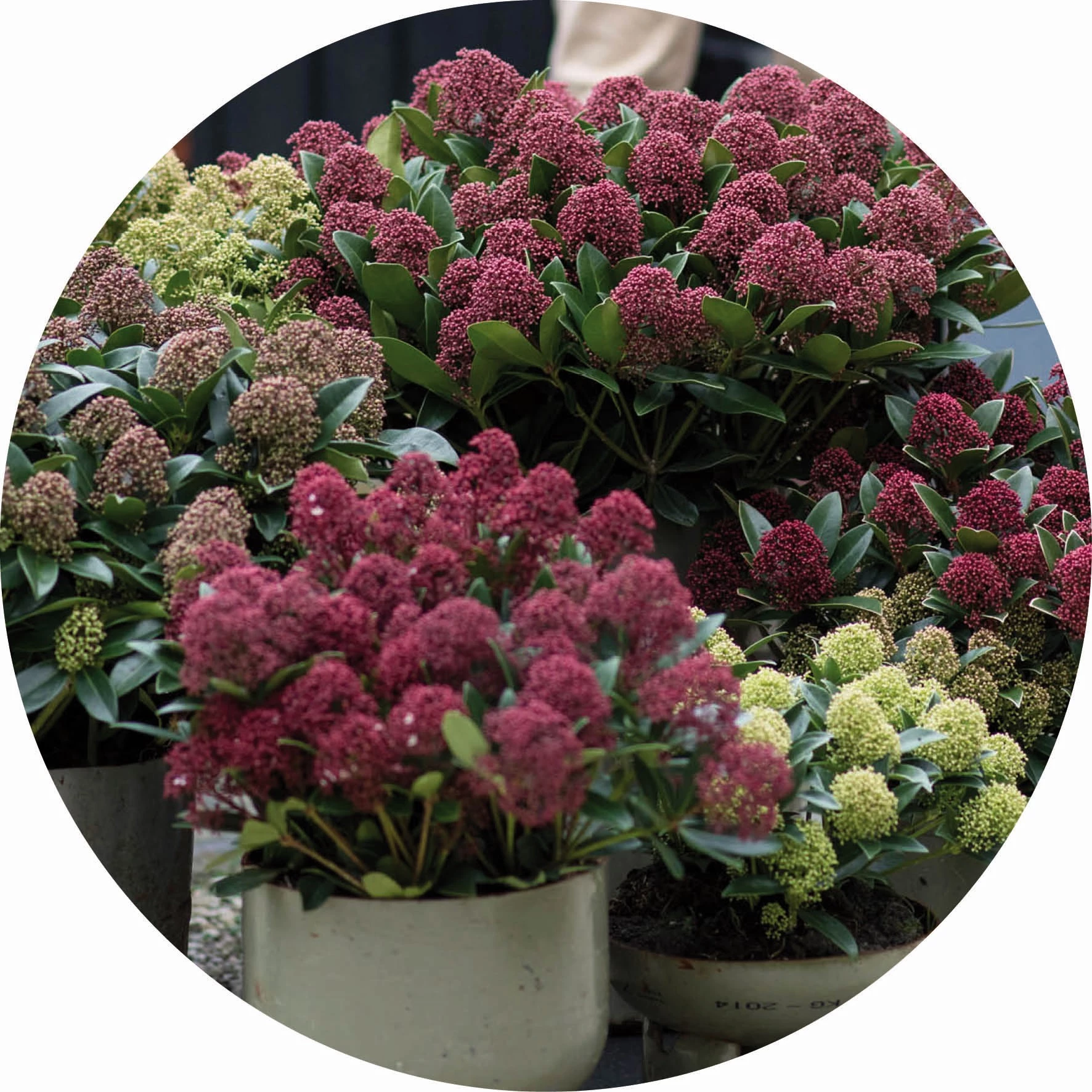 Deze populaire planten kan je ook in de winter planten - Tuincentrum ...