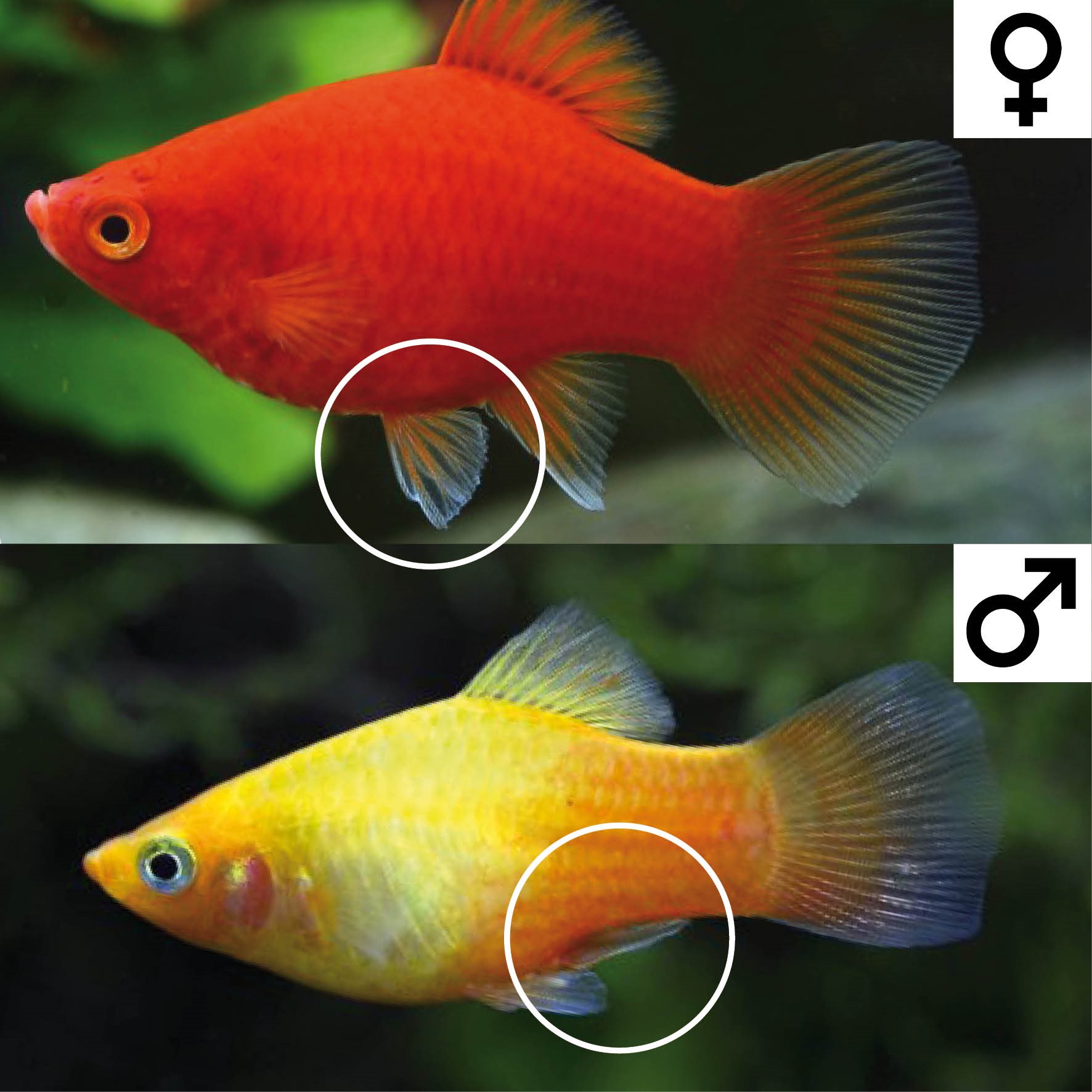 Hoe moet ik platies verzorgen? - Tuincentrum Pelckmans