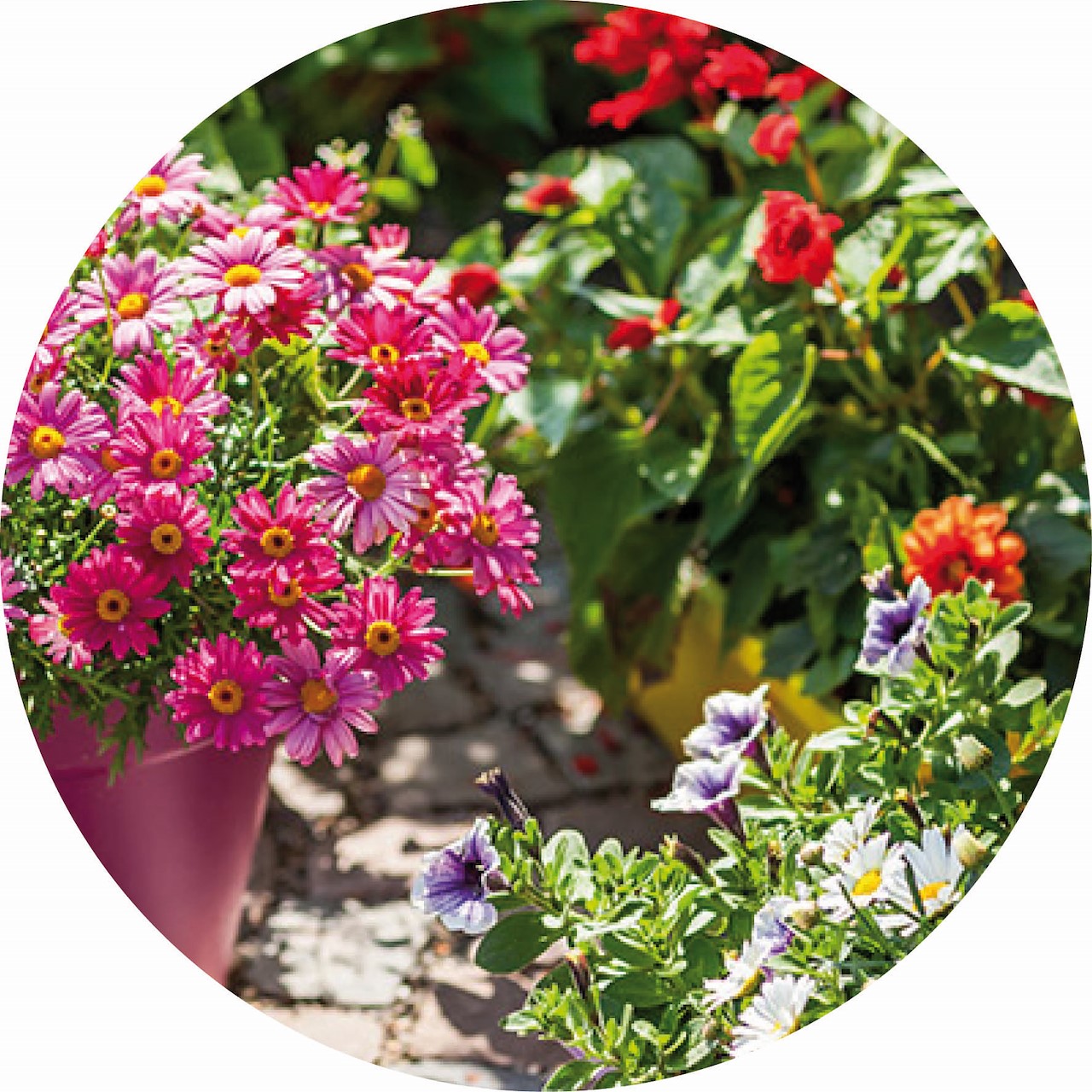 Potgrond: welke kiezen? - Tuincentrum Pelckmans