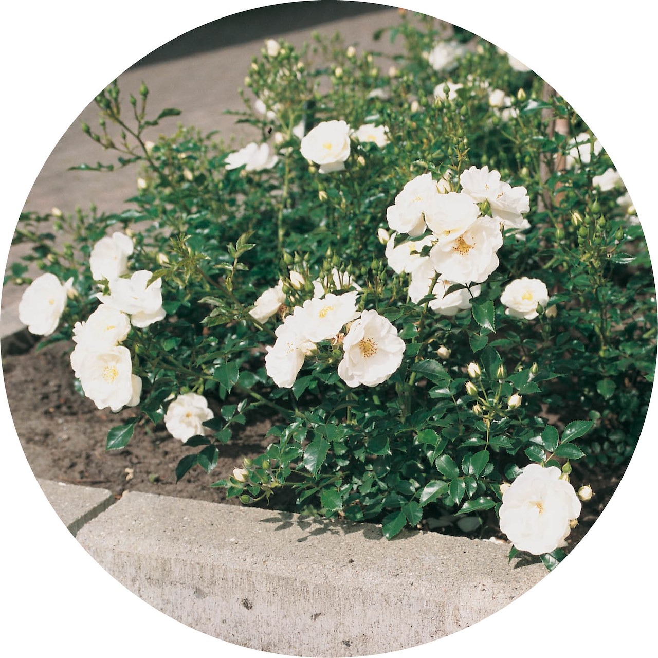 Rozen voor dummies - Tuincentrum Pelckmans