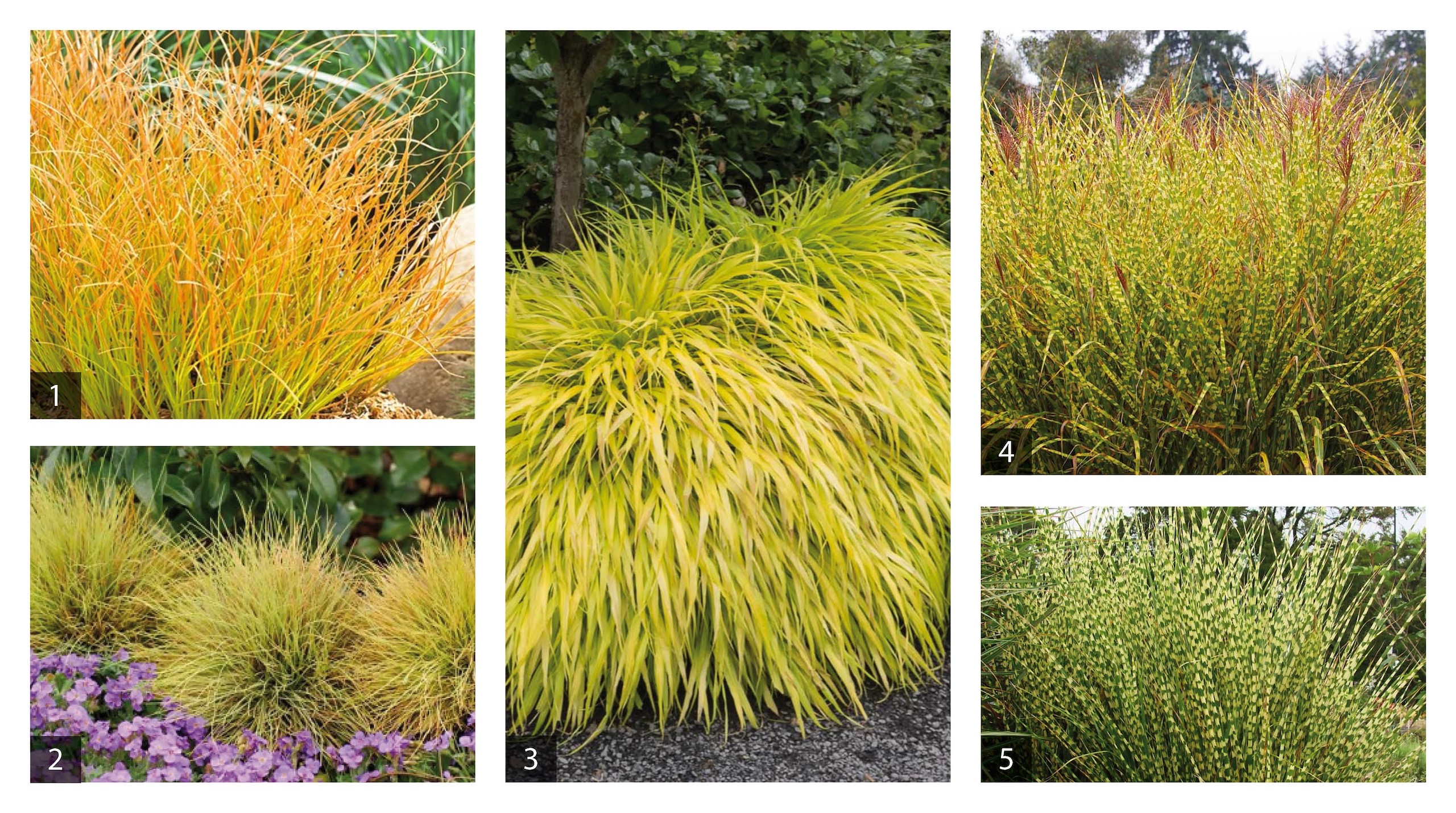 De kleurrijkste siergrassen - Tuincentrum Pelckmans