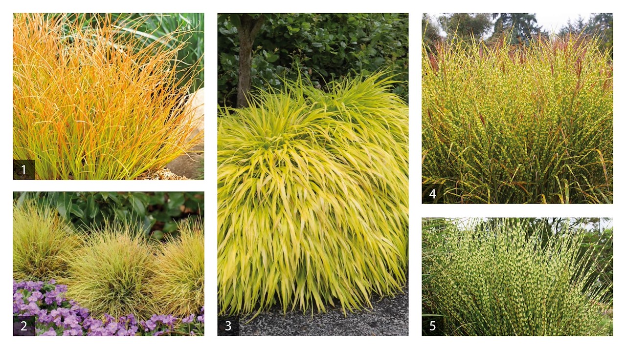 De kleurrijkste siergrassen - Tuincentrum Pelckmans