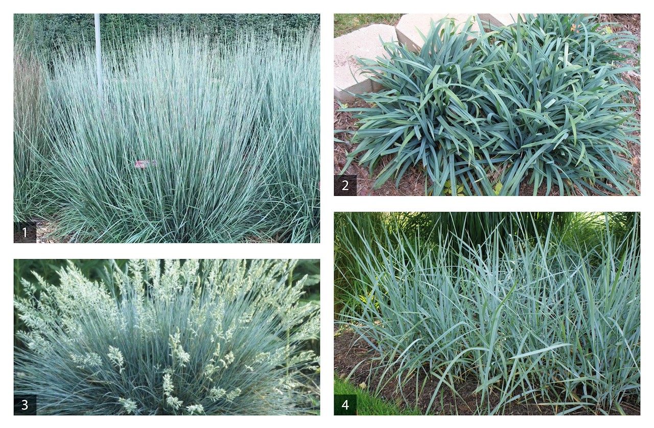 De kleurrijkste siergrassen - Tuincentrum Pelckmans