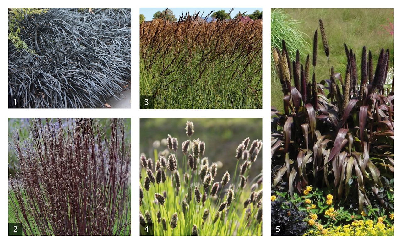 De kleurrijkste siergrassen - Tuincentrum Pelckmans