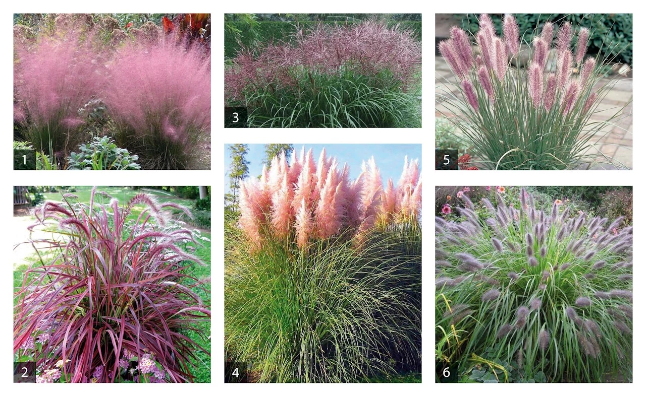 De kleurrijkste siergrassen - Tuincentrum Pelckmans