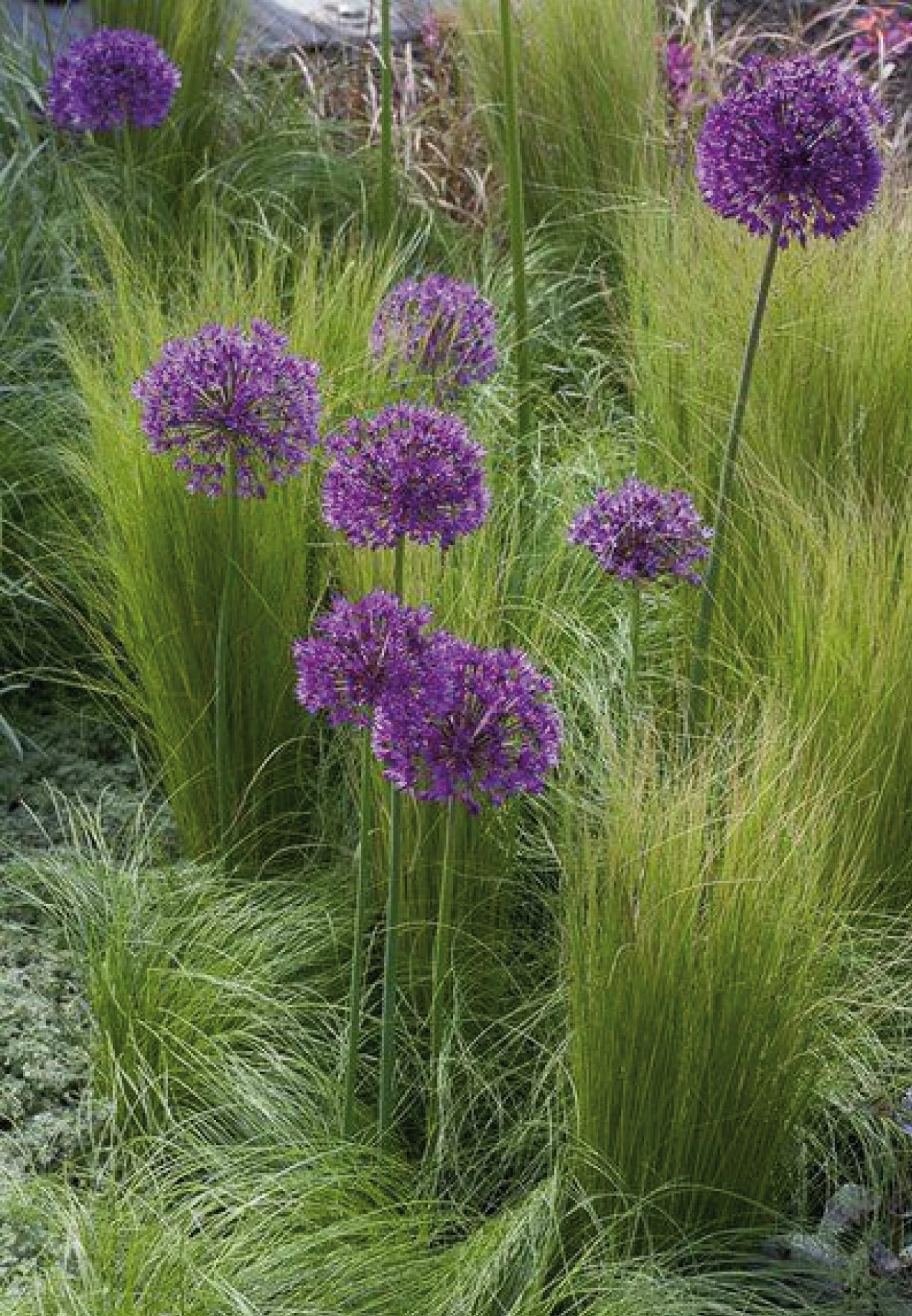 Inspiratie: De mooiste planten om tussen je siergrassen te zetten ...