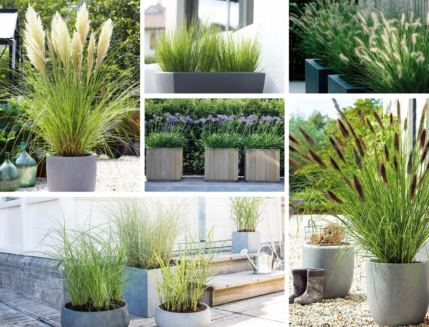 Inspiratie: De mooiste planten om tussen je siergrassen te zetten ...