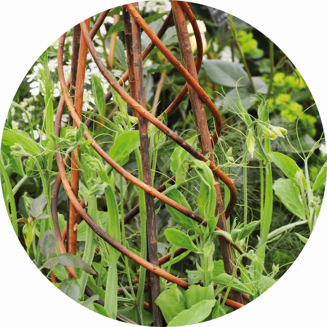 Hoge planten? Geef ze een steuntje. - Tuincentrum Pelckmans