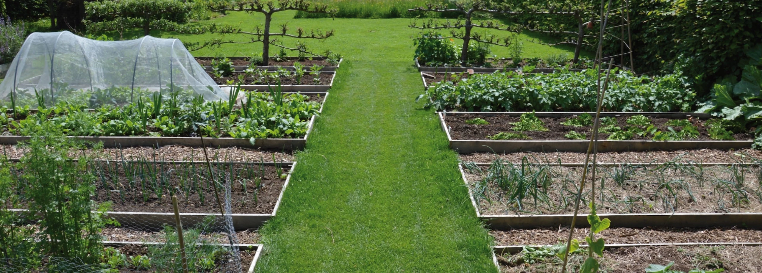 5 tips voor een geslaagde moestuin - Tuincentrum Pelckmans