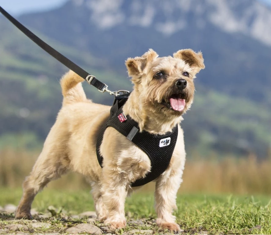 Wandelen met je hond: een halsband of hondentuig? - Tuincentrum Pelckmans