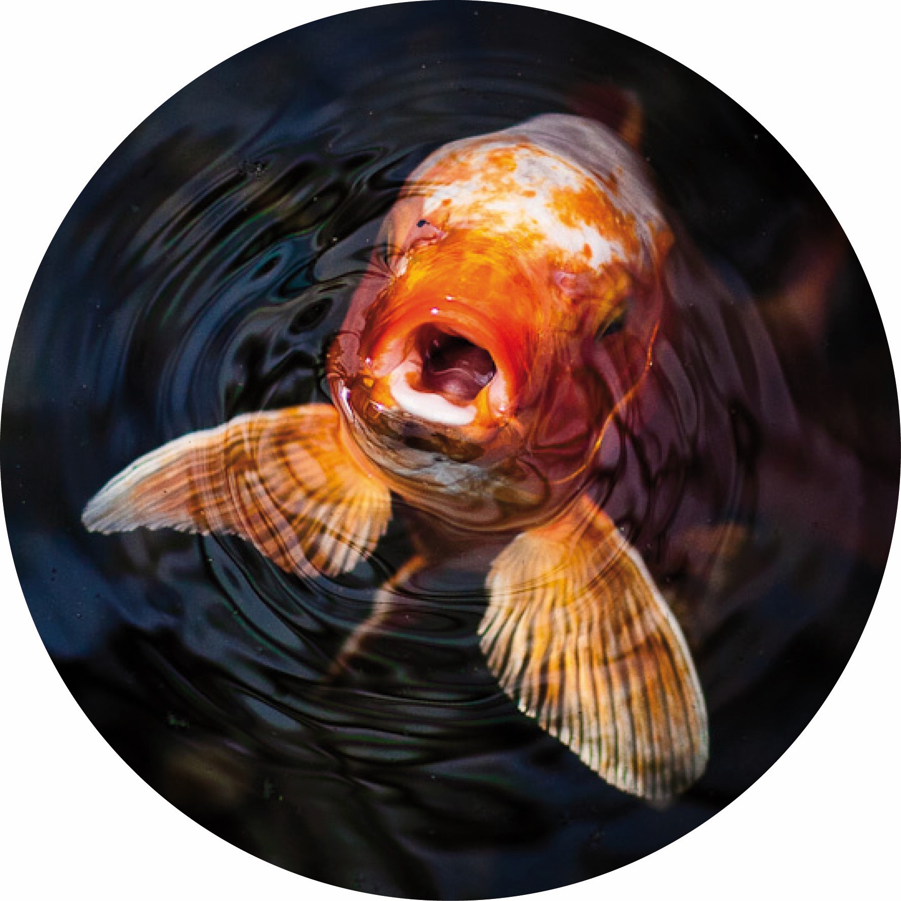 10 tips voor vijvers met veel vissen - Tuincentrum Pelckmans