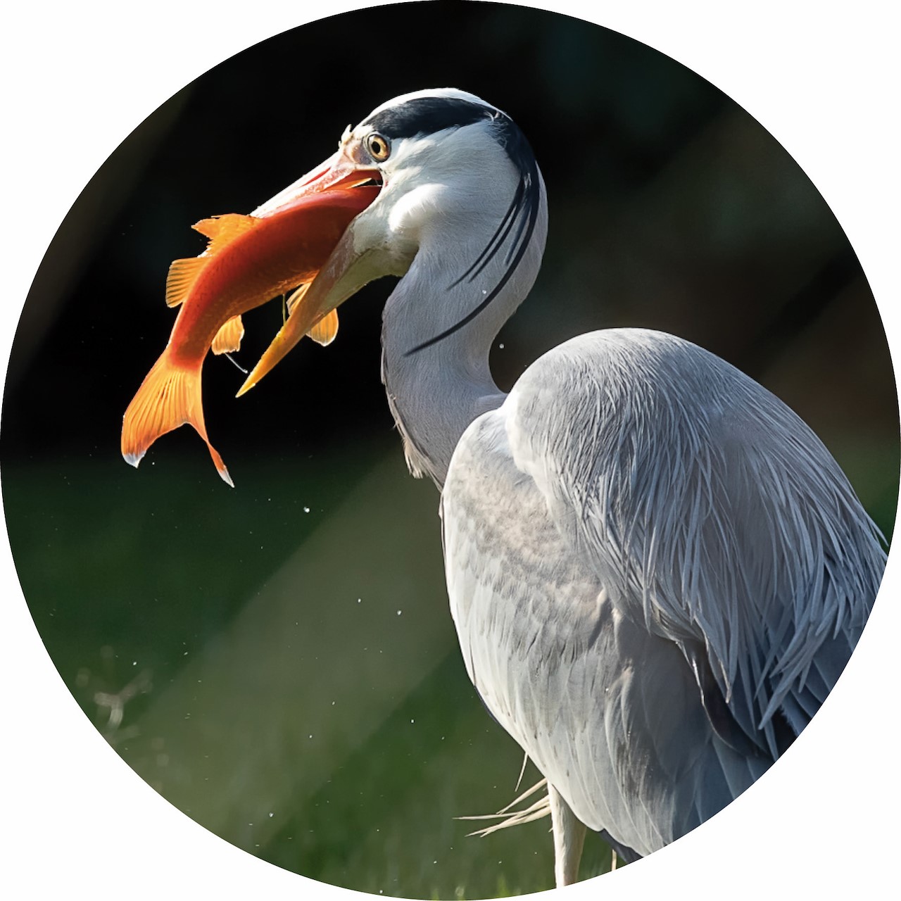 10 tips voor vijvers met veel vissen - Tuincentrum Pelckmans